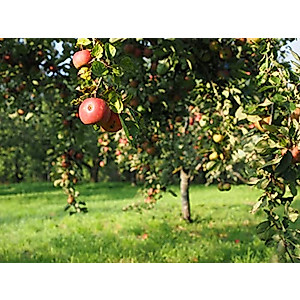300Pcs|Apple Tree Seeds for Planting|Healthy，Sweet，Delicious（NOTSWOH）
