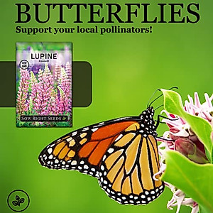 Sow Right Seeds - Russell Lupine Seeds to Plant - Full Instructions for Planting and Growing a Perennial Flower Garden; Non-GMO Heirloom Seeds; Wonderful Gardening Gift (1)