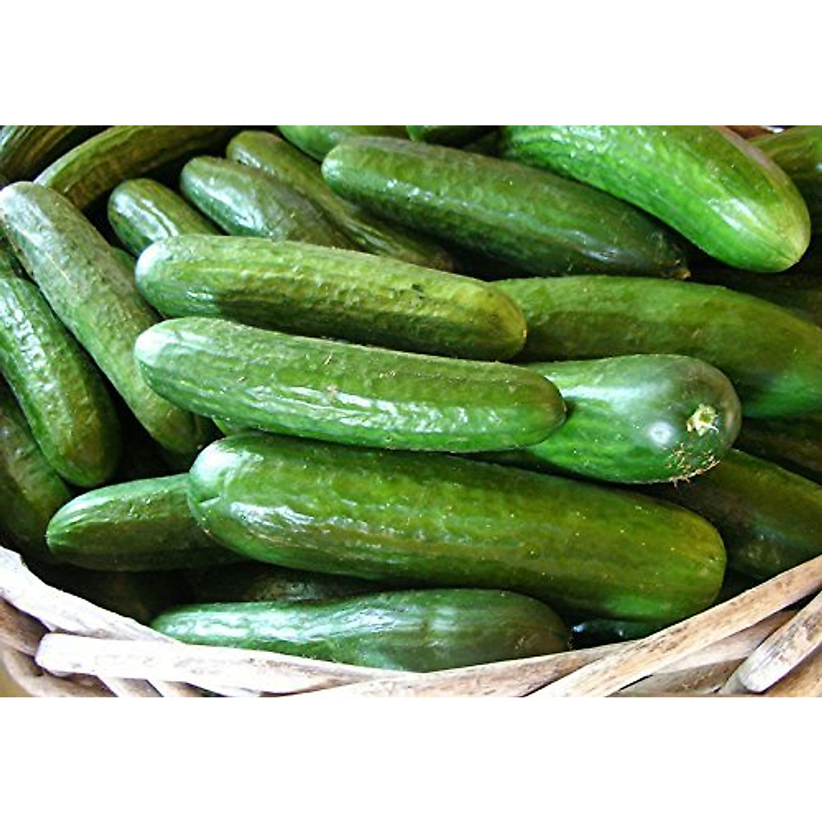30+ Persian Beit Alpha (A.k.a. Lebanese) Cucumber Seeds Heirloom NON-GMO Crispy Fragrant From USA
