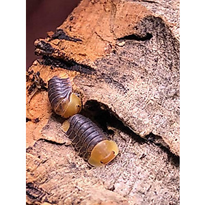 Bugzy Bugs Rubber Ducky Cubaris Isopods 5 Count Roly Poly Cleanup Crew for Insects Terrarium Reptile Pet Food