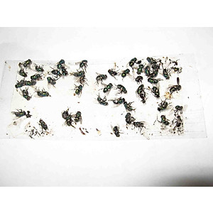 40 pk All Insect Traps/Strips/Glue Boards. Trap Flies, Bees, Wasps, Asian Beetles, etc.