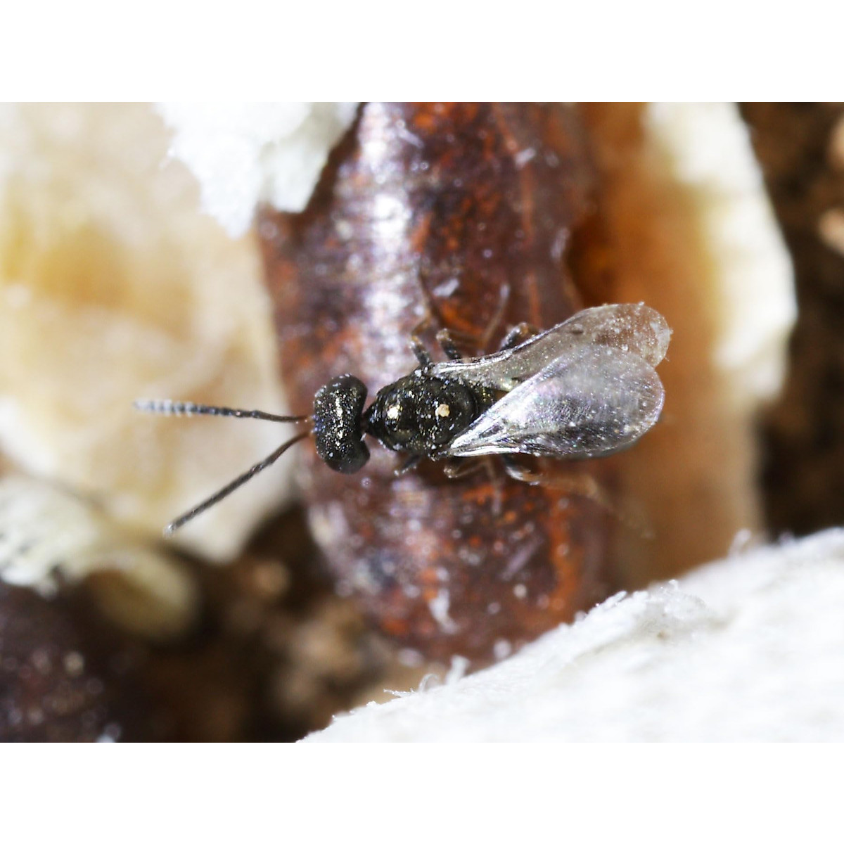 Fly Exterminator 1,000 Size Natures Good Guys