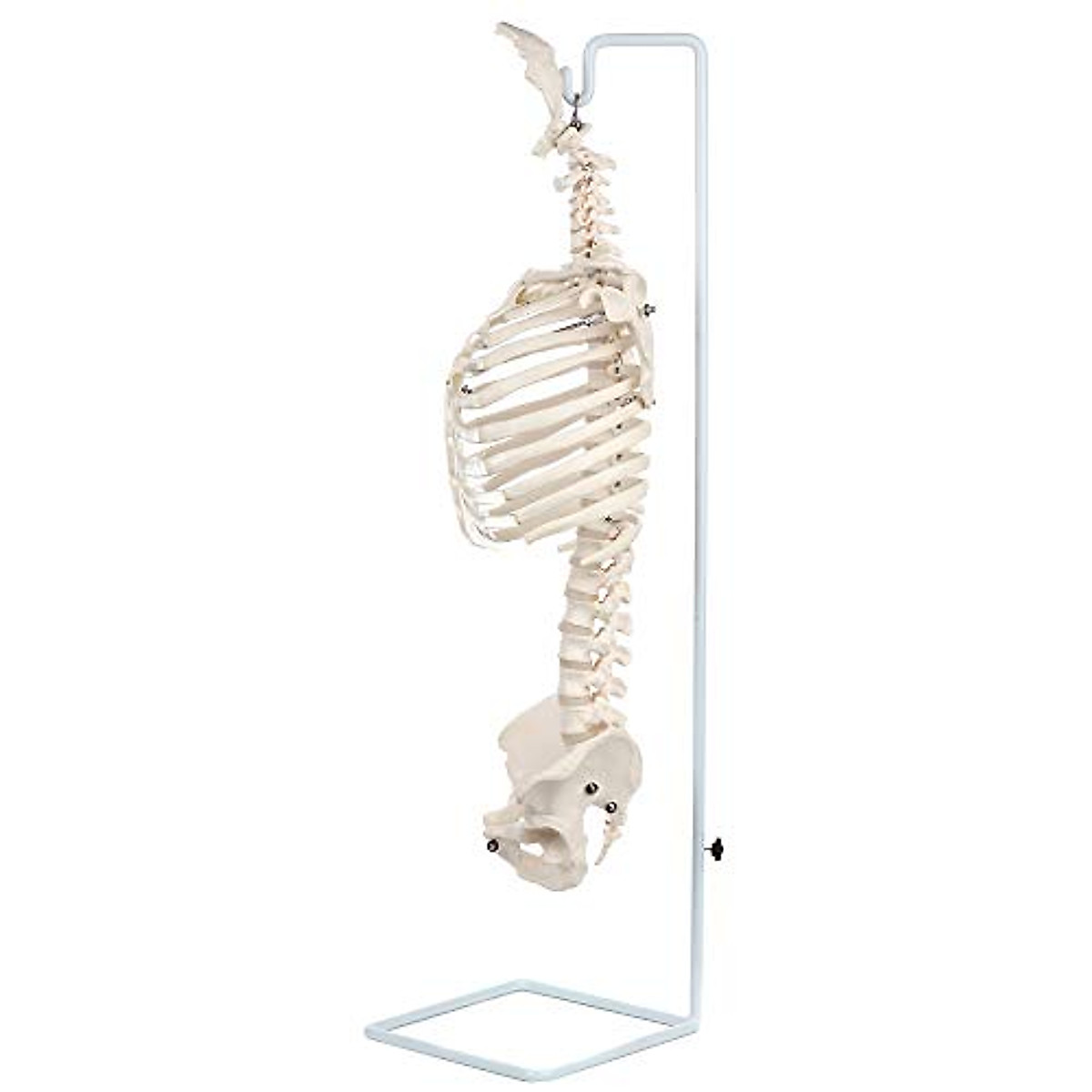 Axis Scientific Human Rib Cage Anatomy Model: Life Size Vertebral Column with Complete Vertebrae, Cast from Real Human Bones, Includes Detailed Study Guide, Base Stand