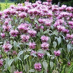 Bee Balm - Wild Bergamot Seeds - 1/4 Pound - Purple Flower Seeds, Heirloom Seed Attracts Bees, Attracts Butterflies, Attracts Hummingbirds, Attracts Pollinators, Easy to Grow & Maintain, Fragrant