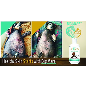 Big Mare Canine Wound Lotion Antibacterial/Antifungal. Clinically Proven Effective for Hot Spots, Open Wounds, Stitches, Yeast, Flea Irritation, Bug Bites & More. Veterinary Approved & Recommended
