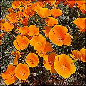 RattleFree California Poppy Seeds for Planting Outdoors | 500 Seeds Per Annual Wildflower Planting Packet | Non-GMO | Fresh Flower Seeds to Plant in Your Home Garden | Orange Color Flowers