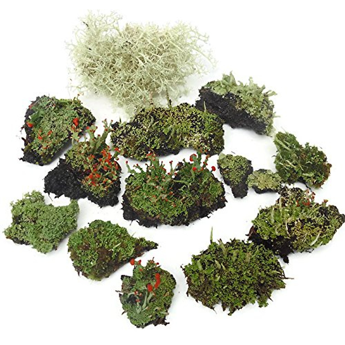 Tin Roof Treasure Live Lichen Assortment 4"x6" Bag for Terrariums and Fairy Gardens