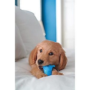 Nylabone Dental Dinosaur Puppy Chew Toy - Puppy Chew Toy for Teething - Puppy Supplies - Chicken Flavor, Small/Regular (1 Count)