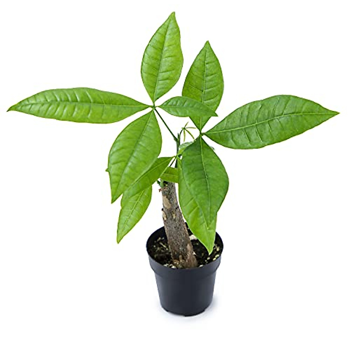 Live Money Tree Plant, Pachira Aquatica Money Tree, Feng Shui Money Tree Pachira Aquatica Plant, Pachira Plant Bonsai Tree in Planter Pot With Soil, Money Tree Plant Indoor Plants by Plants for Pets