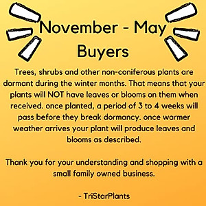 TriStar Plants - Pink Lady Apple Tree, 1 Gallon Pot - Healthy Established Roots, Young Tree, Easy Tree, Edible Fruit, Semi-Dwarf, Crisp Apple,