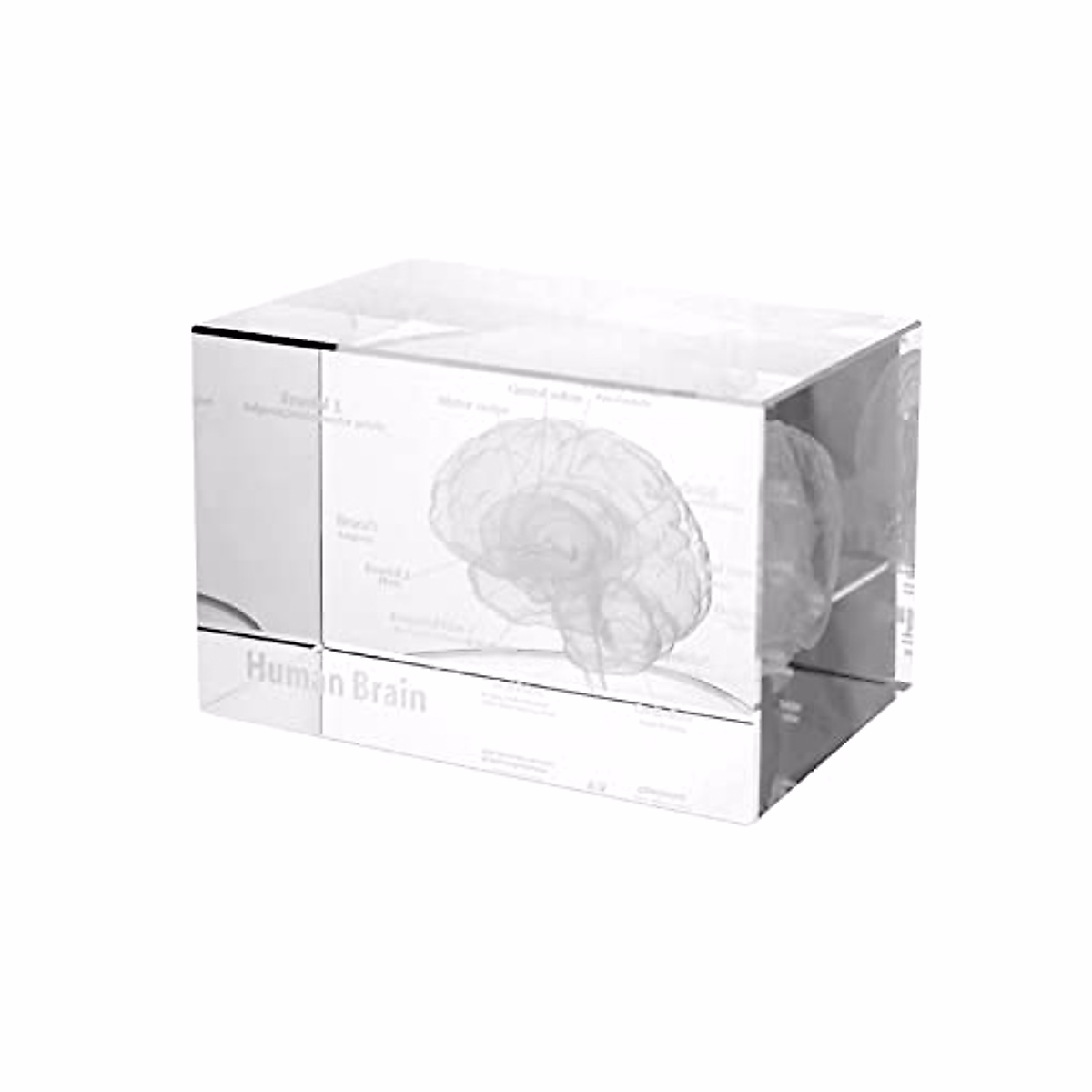 QWORK 3D Human Brain Anatomical Model, Laser Etching Crystal Glass Cube Science Gift Paperweight (LED Base not Included), 3.1(L) x2(W) x2(H) inches