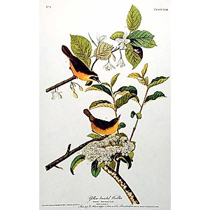 Yellow-breasted Warbler. From"The Birds of America" (Amsterdam Edition)