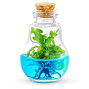Venus Fly Trap, Grow Your Own Venus Flytrap in a 100% Self Sustaining Glass Terrarium, Maintenance Free, Easy to Grow, Healthy Growth Guarantee