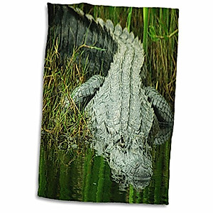3D Rose Grow Them Big Here in Florida an Alligator TWL_62370_1 Towel, 15" x 22"