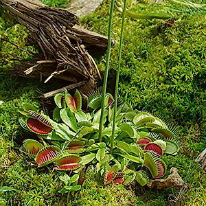 Outsidepride Dionaea Venus Flytrap Indoor House Plant Seed - 10 Seeds