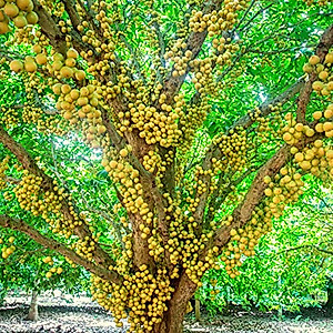 QAUZUY GARDEN 10 Burmese Grape Seeds (Baccaurea Ramiflora) - Non-GMO Fruit Seeds - Edible & Tasty &Attract Pollinators - Perennial Evergreen Tropical Exotic Fruit Tree