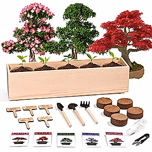 Meekear 5 Bonsai Tree Seeds with Complete Growing Kit & Wooden Flower Box Starter Kit, Great Potted Growing DIY Gift for Adults