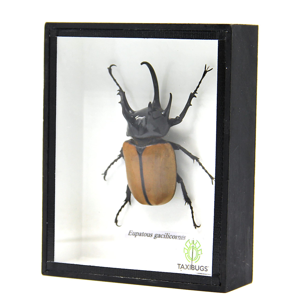 Rare Giant 5 Horn Rhino/Rhinoceros Beetle, Eupatorus gracilicornis, Taxidermy Insect Box Entomology Gift (Black Wooden Box)