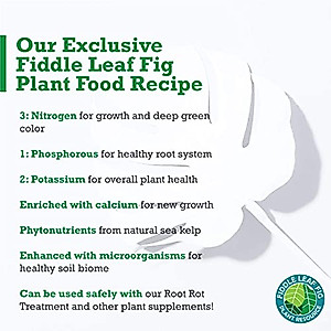 Fiddle Leaf Fig Tree Plant Food for Ficus Lyrata (and Ficus Audrey) – Calcium Fortified, Urea-Free and with NPK Ratio of 3-1-2 for Healthy Roots, Stems and Leaves (8 Ounces))