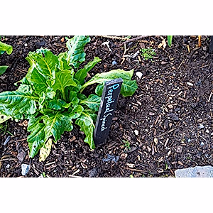 "Perpetual" Spinach Seeds for Planting, 300+ Heirloom Seeds Per Packet, (Isla's Garden Seeds), Non GMO Seeds, Botanical Name: Beta vulgaris subsp. vulgaris, Great Home Garden Gift