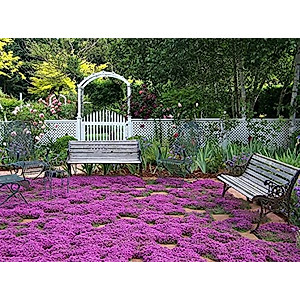 3000+ Mix Creeping Thyme Seeds for Planting, Thymus Serpyllum Heirloom, Ground Cover Plants Easy to Plant and Grow, Blue, Purple, White, Red, Green, Yellow Flowers