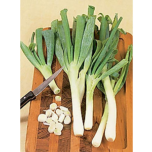 Large American Flag Leek Seeds for Planting (300mg) | Non GMO, Heirloom, USA Seeds | Garden Vegetable Scallion Onion | Crisp Sweet Flavor Great Tasting