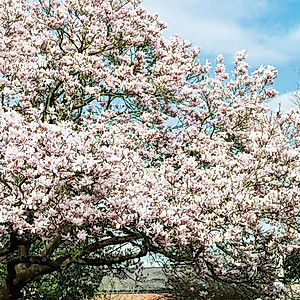 QAUZUY GARDEN 10 Premium Southern Magnolia Grandiflora (Big Laurel) Bull Bay Seeds for Planting | Fragrant Perennial Evergreen Tree Attract Pollinators Striking Accent Privacy Screen