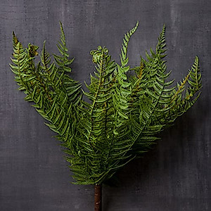 Ashland Michaels Bulk 8 Pack: Green Boston Fern Bush