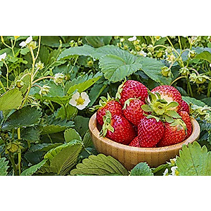 Red Strawberry Climbing Strawberry Fruit Plant Seeds Home Garden New 300 pcs