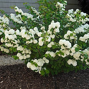 2 Gallon First Editions Viburnum Opening Day Shrub