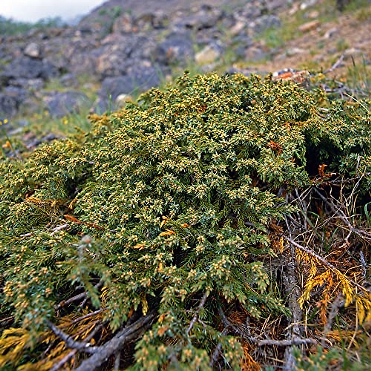 CHUXAY GARDEN Juniperus Communis,Common Juniper,Juniperus Intermedia 60 Seeds Evergreen Shrub Flavor Gin Blue Fruit Ornamental Flowering Plant