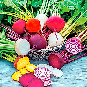 "Rainbow Mix" Beet Seeds for Planting, 50+ Heirloom Seeds Per Packet, Non GMO Seeds, Botanical Name: Beta vulgaris, Great Home Garden Gift
