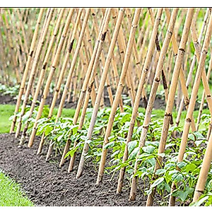 FoxFarm Happy Frog® Soil Conditioner, 1.5 cu ft