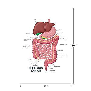 Internal Human Digestive System Illustration Human Anatomy Educational Chart Cool Wall Art Print Poster 12x18