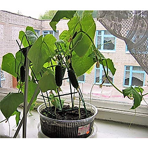 Seeds Cucumber Indoor F1 Room Early Self-pollinated Pickling Vegetable for Planting Heirloom Non GMO