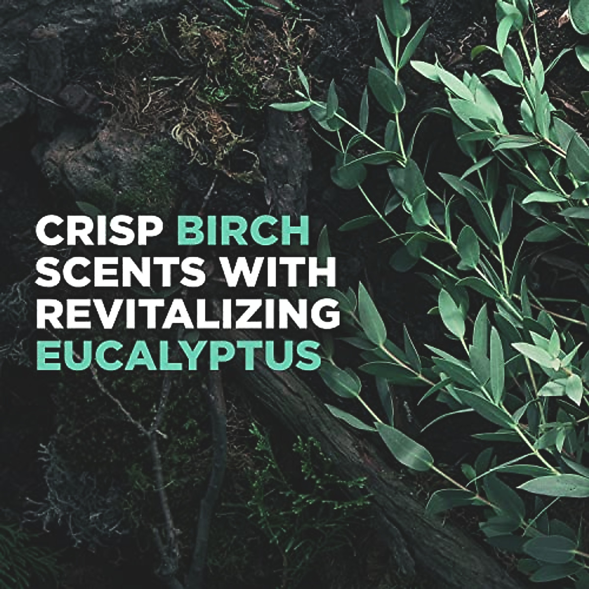 Dove Men+Care 2 in 1 Shampoo & Conditioner Eucalyptus & Birch 4 Count For Healthy-Looking Hair Naturally Derived Plant Based Cleansers 12 oz