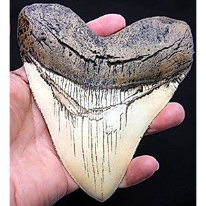 5.5 Inch Megalodon (Carcharodon megalodon) tooth, Ivory Color with Serrations(Replica)