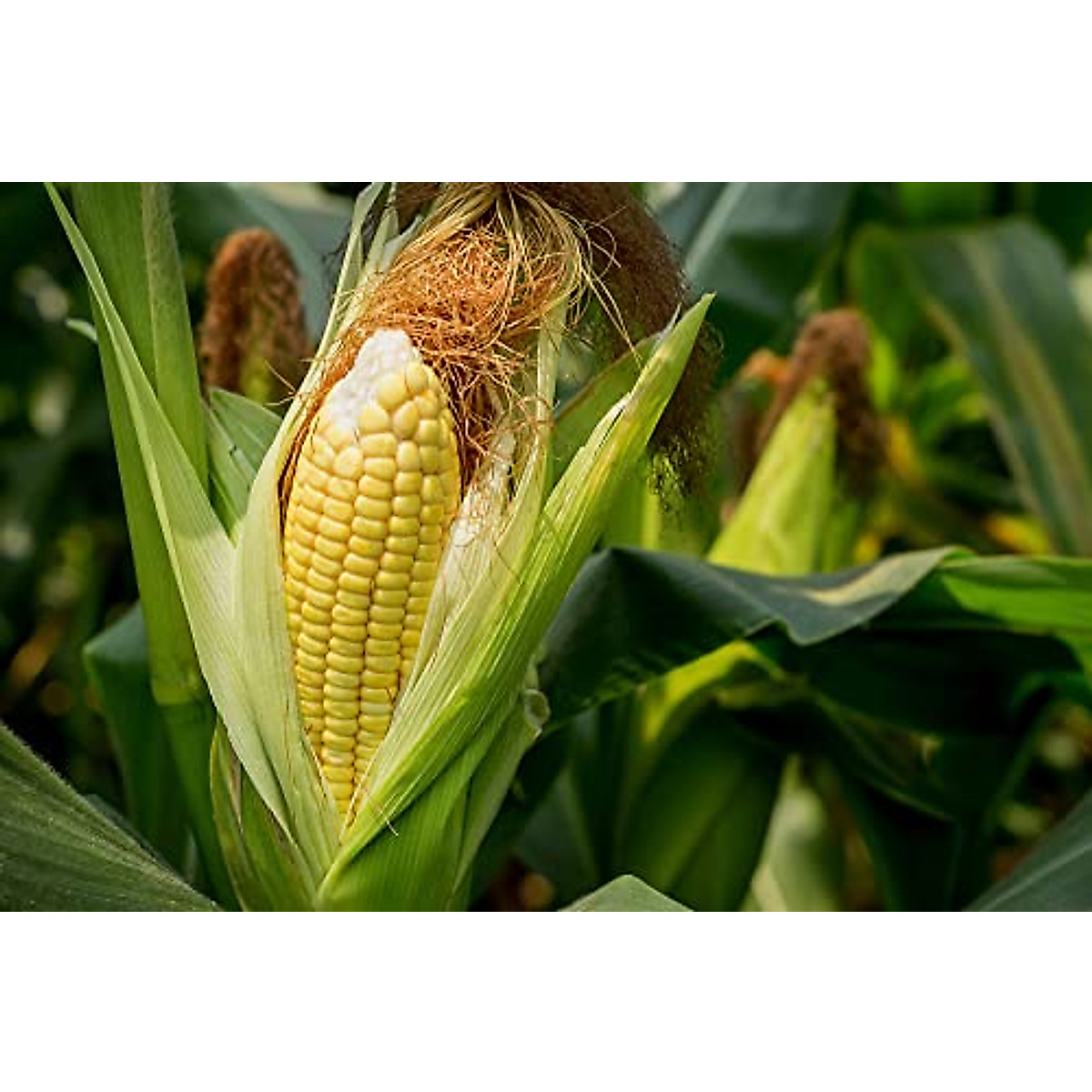 Golden Jubilee Yellow Sweet Corn Seeds for Planting, 30+ Seeds Per Packet, (Isla's Garden Seeds), Non GMO & Heirloom Seeds, Botanical Name: Corn Zea mays, Great Home Garden Gift