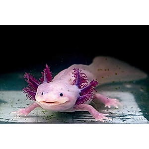 AQUATICBLENDEDFOODS ABF Axolotl Food Mix, Soft BITS & Mini Sticks,Bloodworm,Earthworm,Krill,ABF284 (3oz) - Heat Sealed for Freshness - 24HR Ship