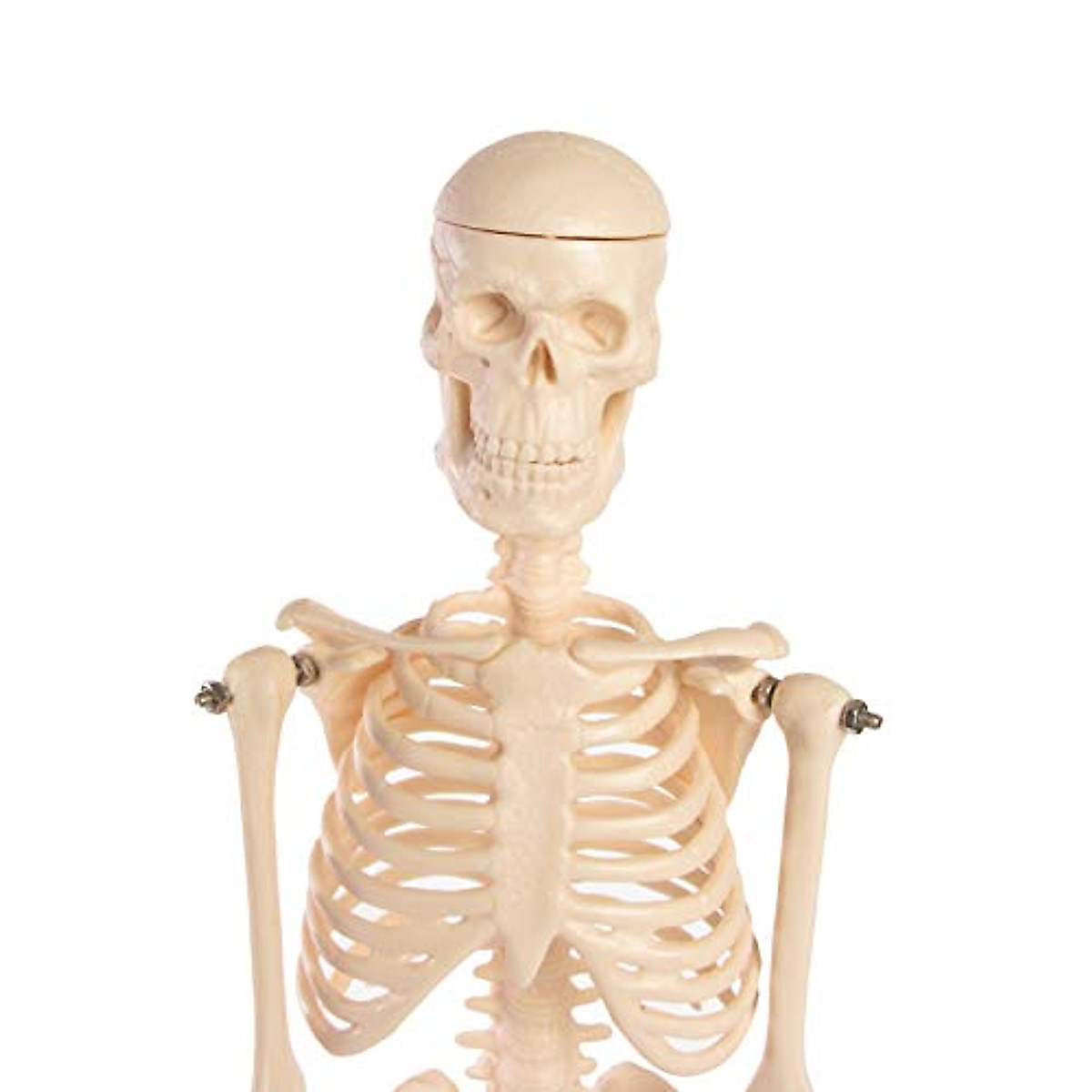 American Educational Skeleton Model, 17" Height