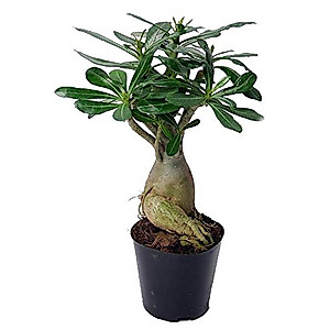 Desert Rose Plant - Adenium obesum - Natural Bonsai or House Plant - 4" Pot