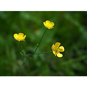 Western Buttercup Long Blooming Field Flower Seeds, 1000+ Seeds Per Packet, (Isla's Garden Seeds), Non GMO & Heirloom, Scientific Name: Ranunculus occidentalis, Great Home Garden Gift