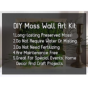 prefleur Preserved Sheet Moss Natural Green Decorative Real Natural Green DIY Kit Gardenning Art Wall Decor Florist Decor Easter Table Decor Wedding(2 sq.ft.) (Green-B)