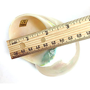 PEPPERLONELY 1 PC Polished White Jade Turbo Sea Shell, Hermit Crab Sea Shells, 4 Inch ~ 5 Inch