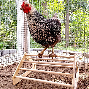 Backyard Barnyard Chick Perch Strong Wooden Jungle Gym Roosting Bar Made in USA!!! Chicken Toys for Coop and Brooder for Baby Chicks El Pollitos La Pollita Pollos Gallinas Polluelos