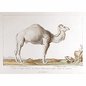 Camelus Dromedarius/Le Dromadaire