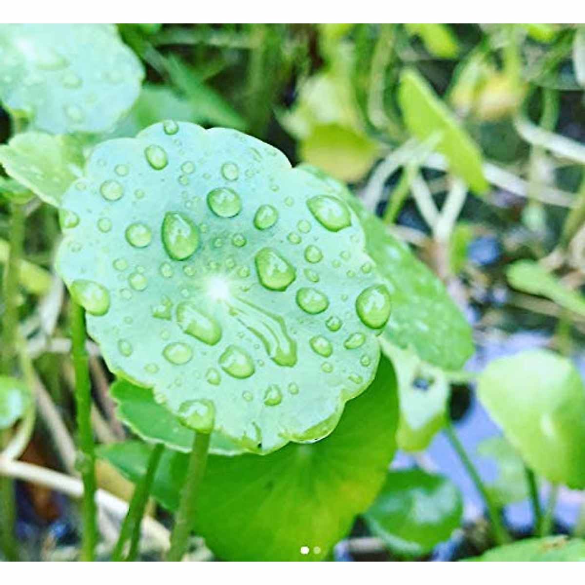 Mainam Whorled Pennywort Bunch Hydrocotyle Verticillata Live Aquarium Plants 3 Days Live Guaranteed for Freshwater Pond Fish Tank