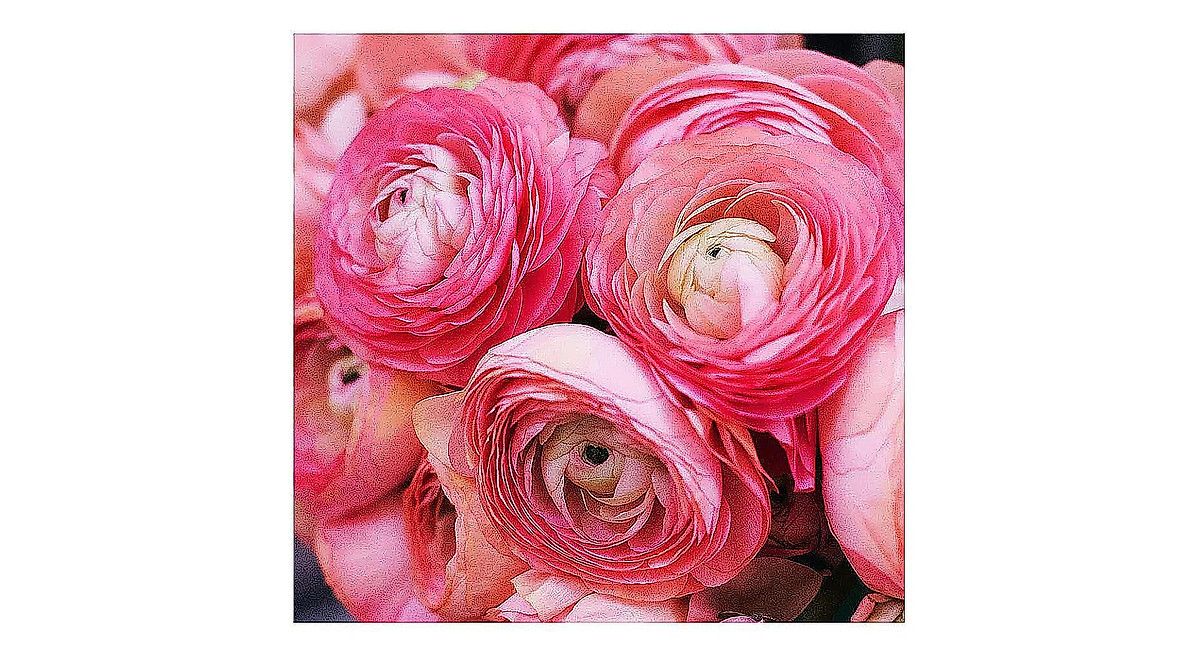 Grow Stunning Pink French Ranunculus - 12 Top Size Corms