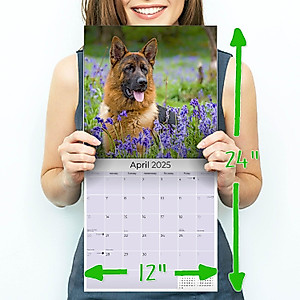 2024 2025 German Shepherd Calendar - Dog Breed Monthly Wall Calendar - 12 x 24 Open - Thick No-Bleed Paper - Giftable - Academic Teacher's Planner Calendar Organizing & Planning - Made in USA
