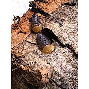 Bugzy Bugs Rubber Ducky Cubaris Isopods 5 Count Roly Poly Cleanup Crew for Insects Terrarium Reptile Pet Food